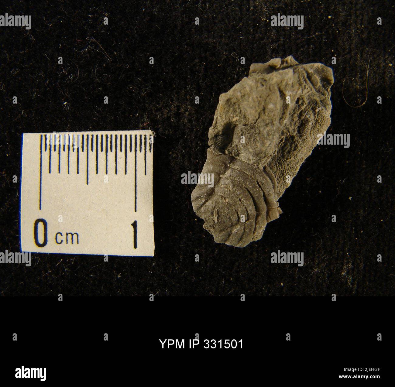 Trilobites body segments hi-res stock photography and images - Alamy