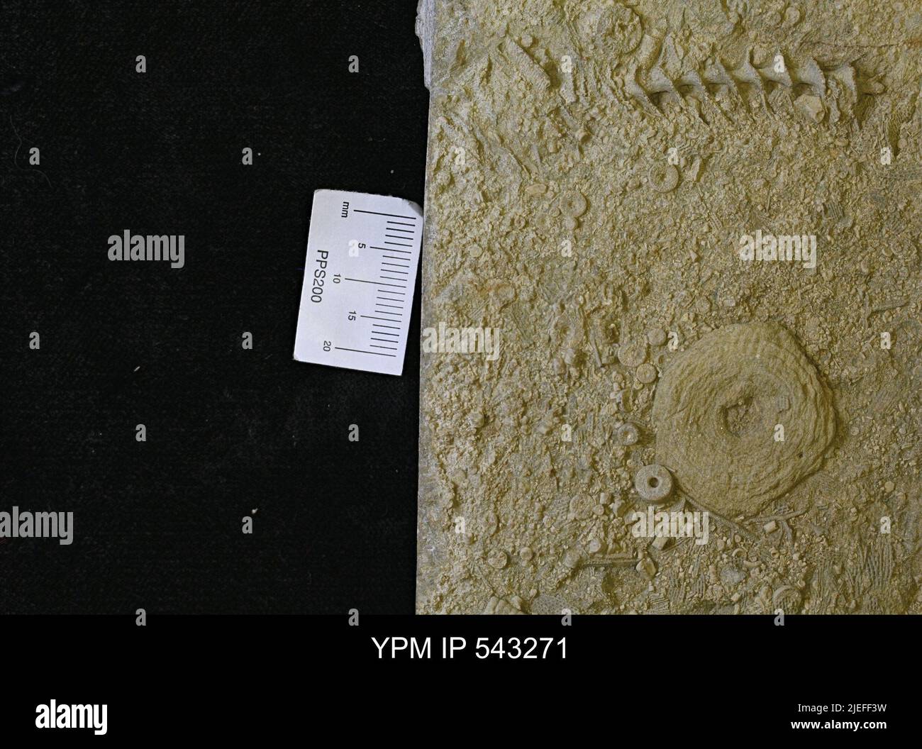 Function marks hi-res stock photography and images - Alamy