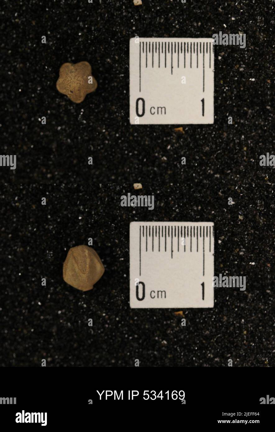 Pentremites koninckanus hall hi-res stock photography and images - Alamy