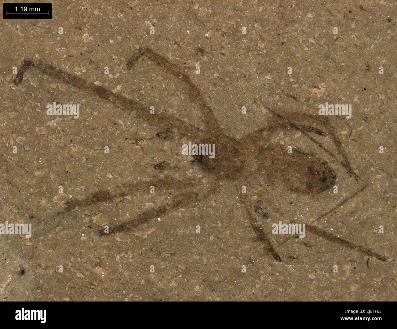 Araneida hi-res stock photography and images - Alamy