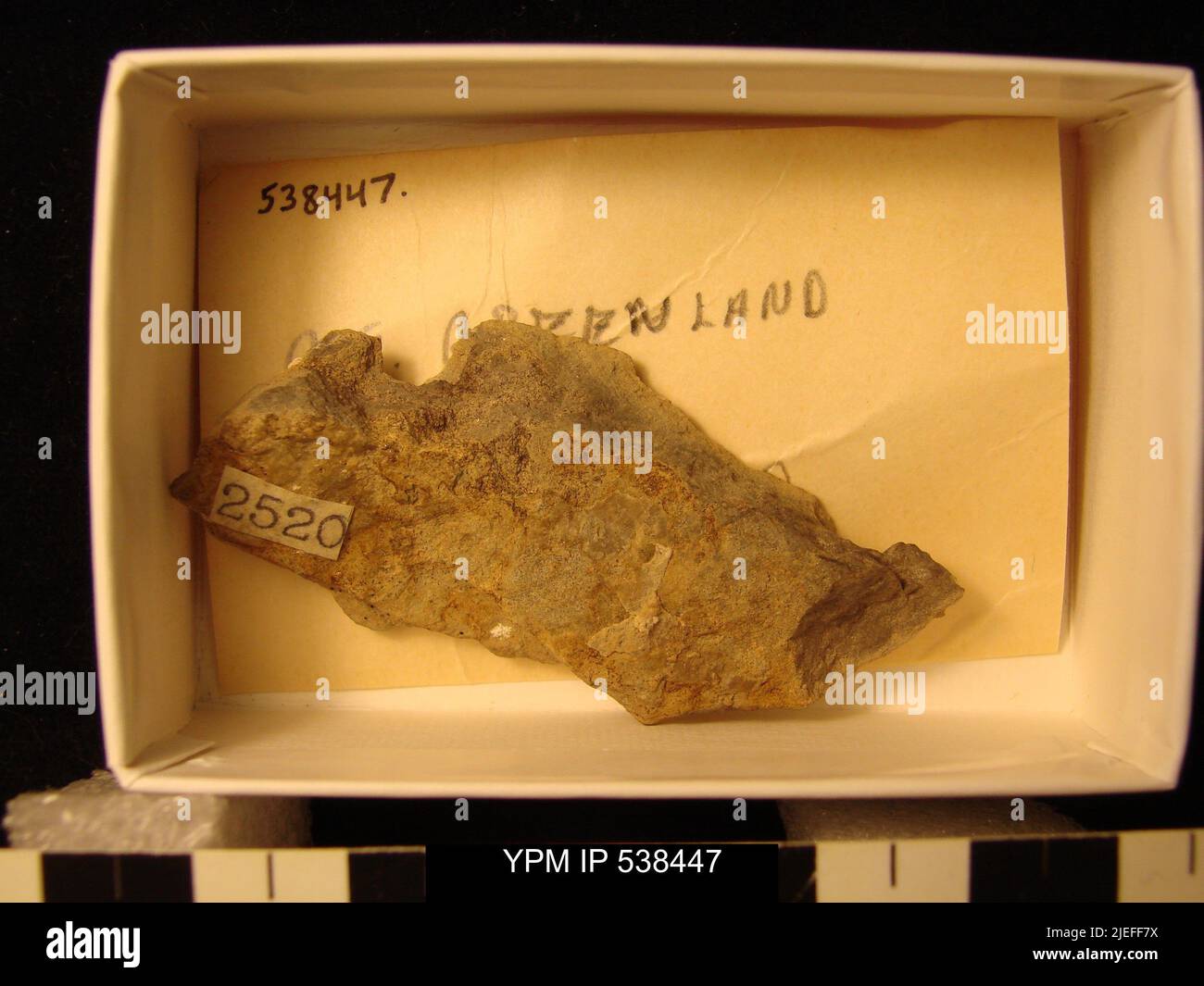 Calcareous foraminifera hi-res stock photography and images - Alamy