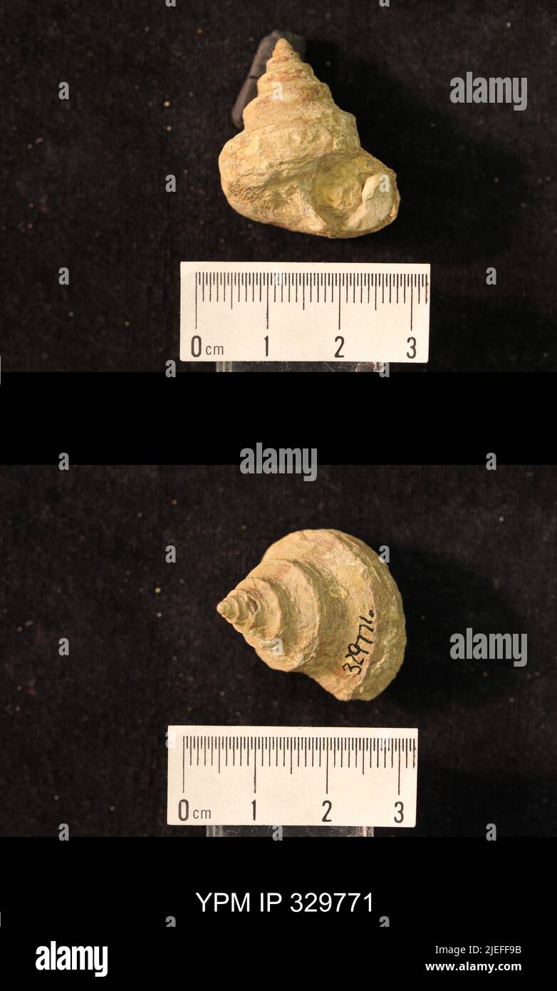 Worthenia tabulata (Conrad, 1835 Stock Photo - Alamy