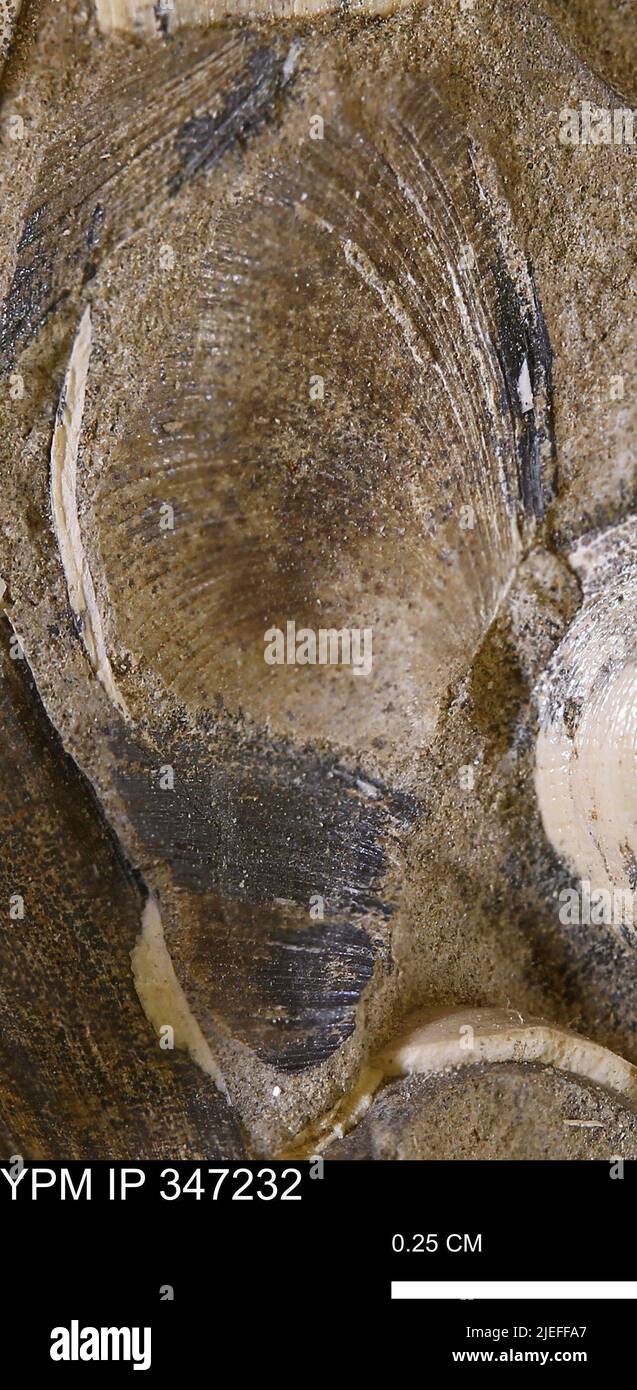 Undet bivalvia animalia hi-res stock photography and images - Alamy