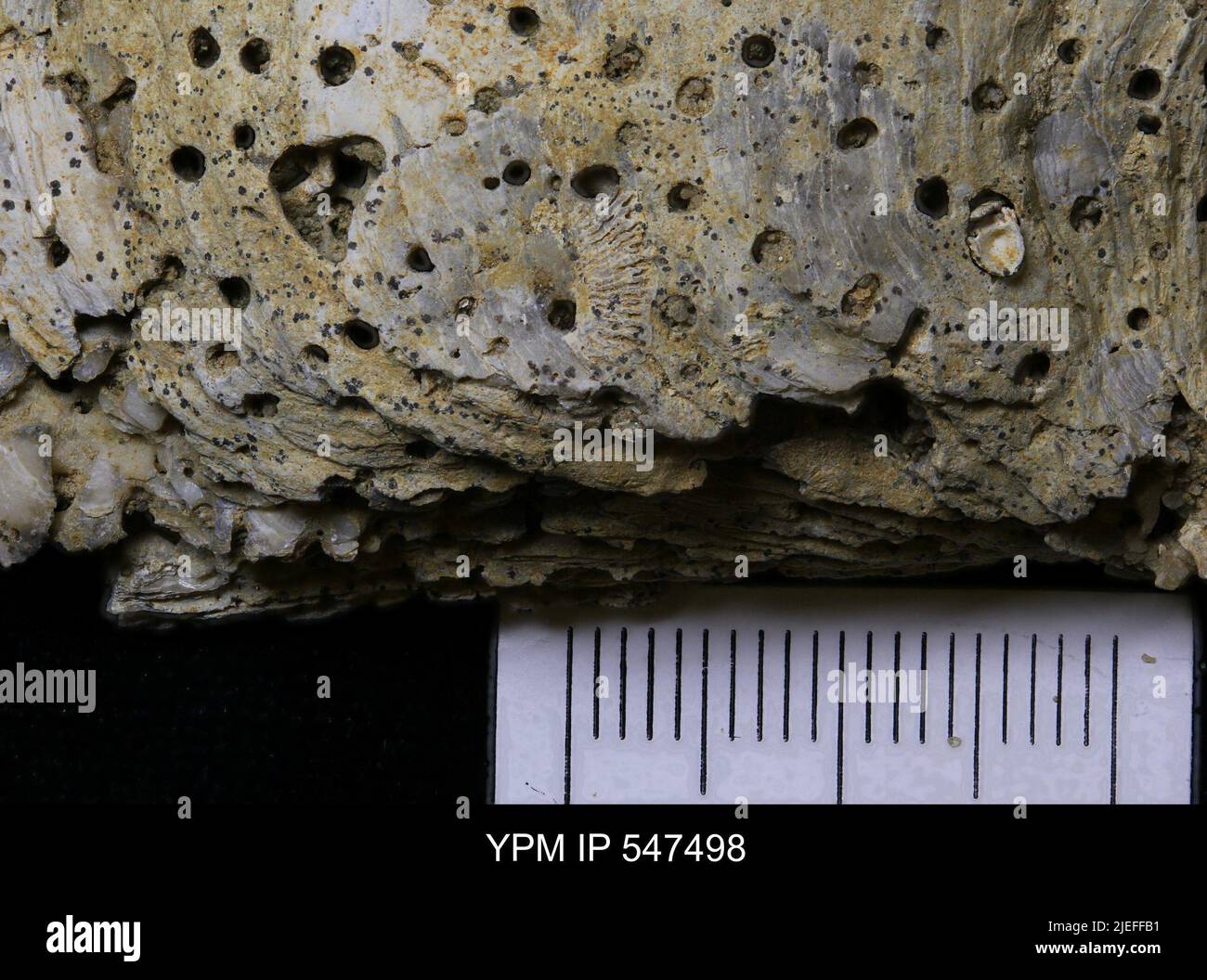 Balanus sp hi-res stock photography and images - Alamy