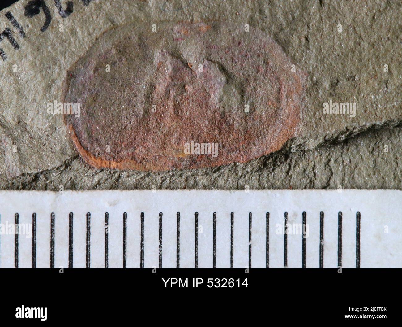 Xiphosurida hi-res stock photography and images - Alamy