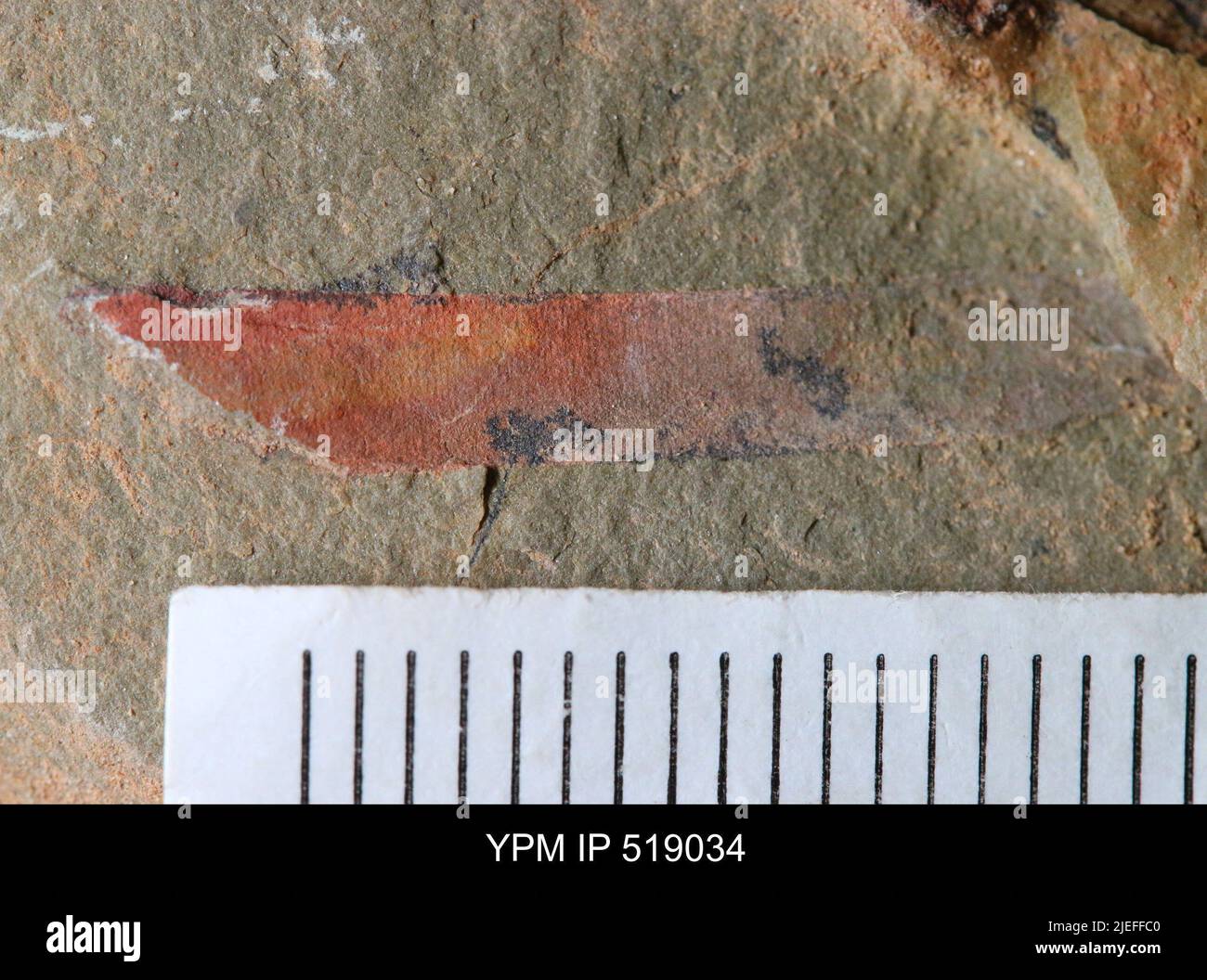 Jellyfish fossil hi-res stock photography and images - Alamy