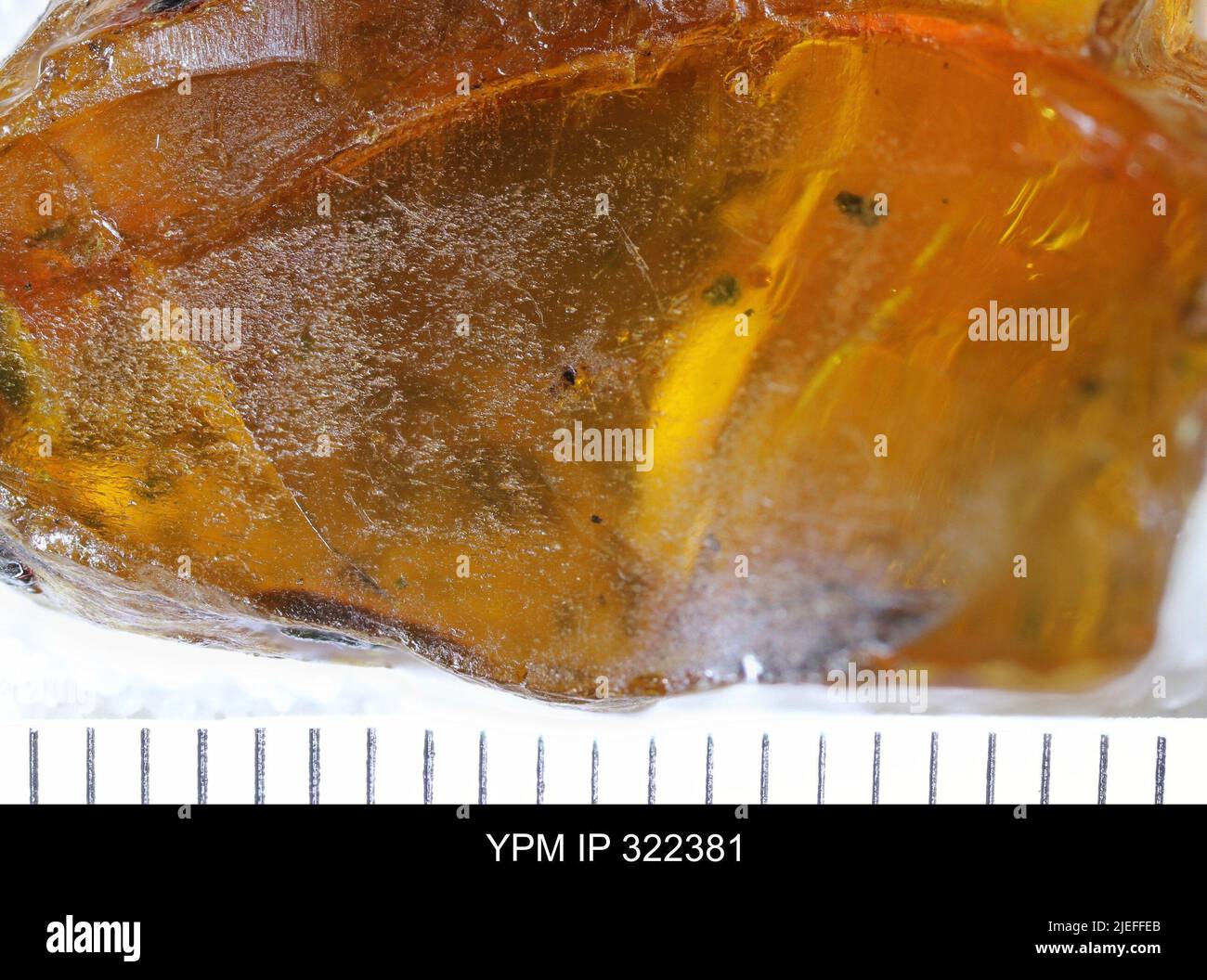 Undet acari animalia hi-res stock photography and images - Alamy