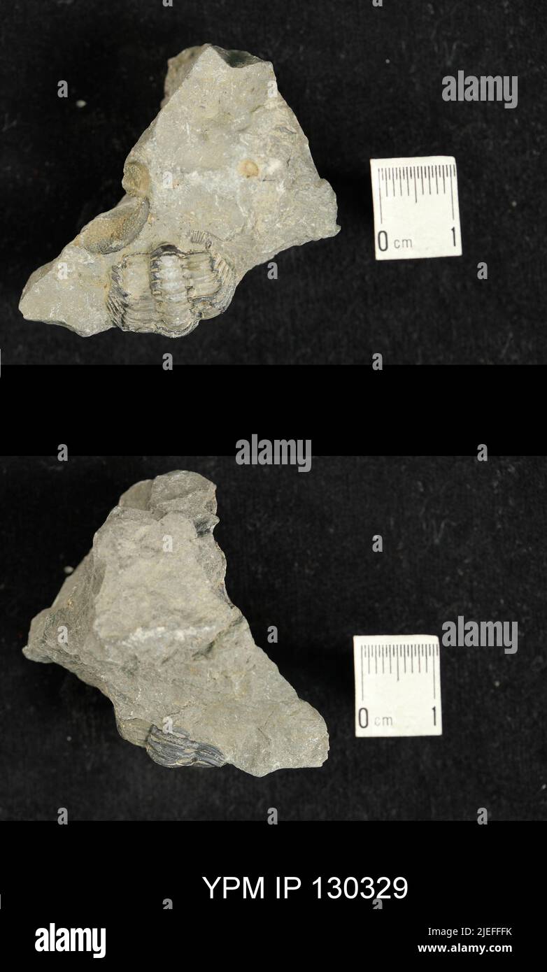 Eldredgeops rana (Green Stock Photo - Alamy