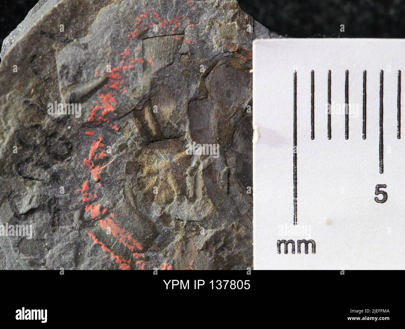 Eocystites primaevus animalia hi-res stock photography and images - Alamy