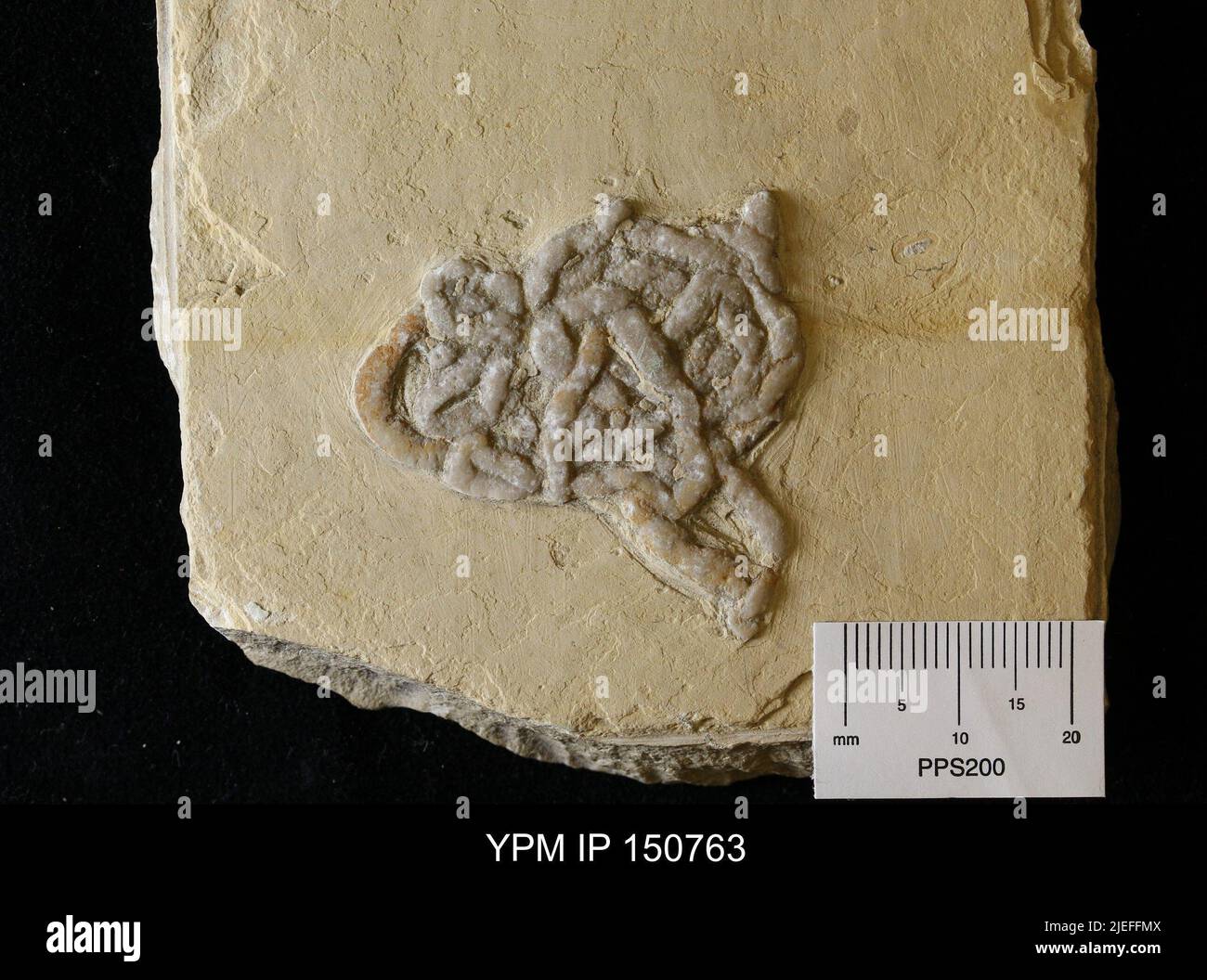 Lumbricaria intestinum ichnofossil hi-res stock photography and images ...