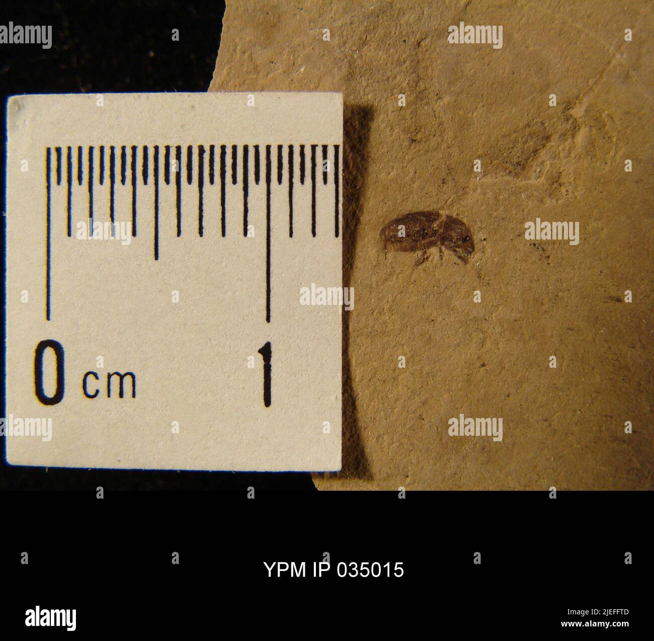 Roach Vs Mouse Droppings