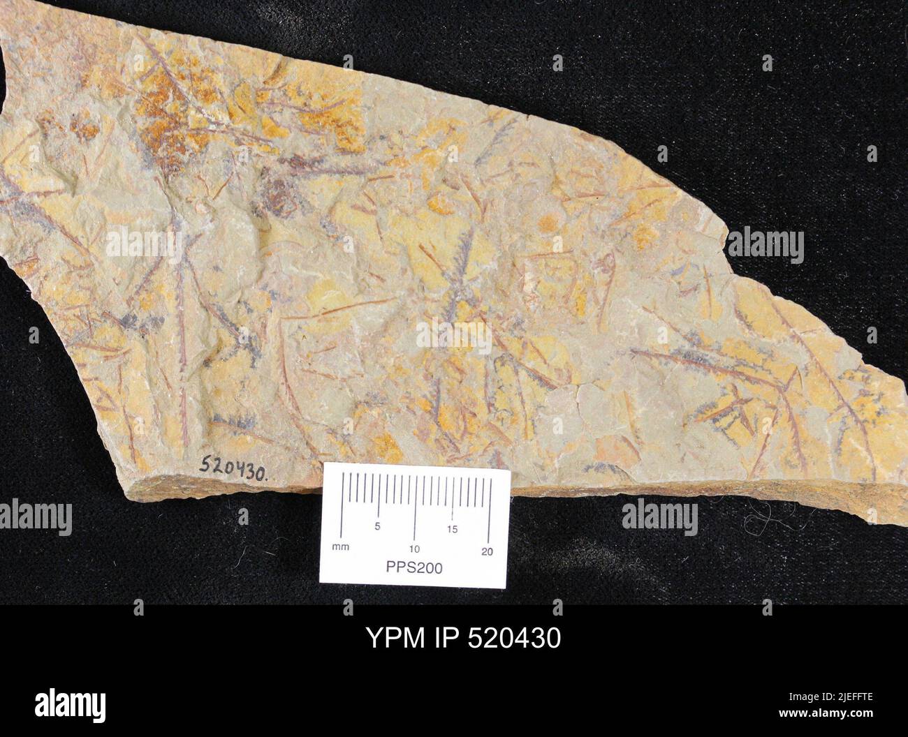 Graptolithina graptolites hi-res stock photography and images - Alamy