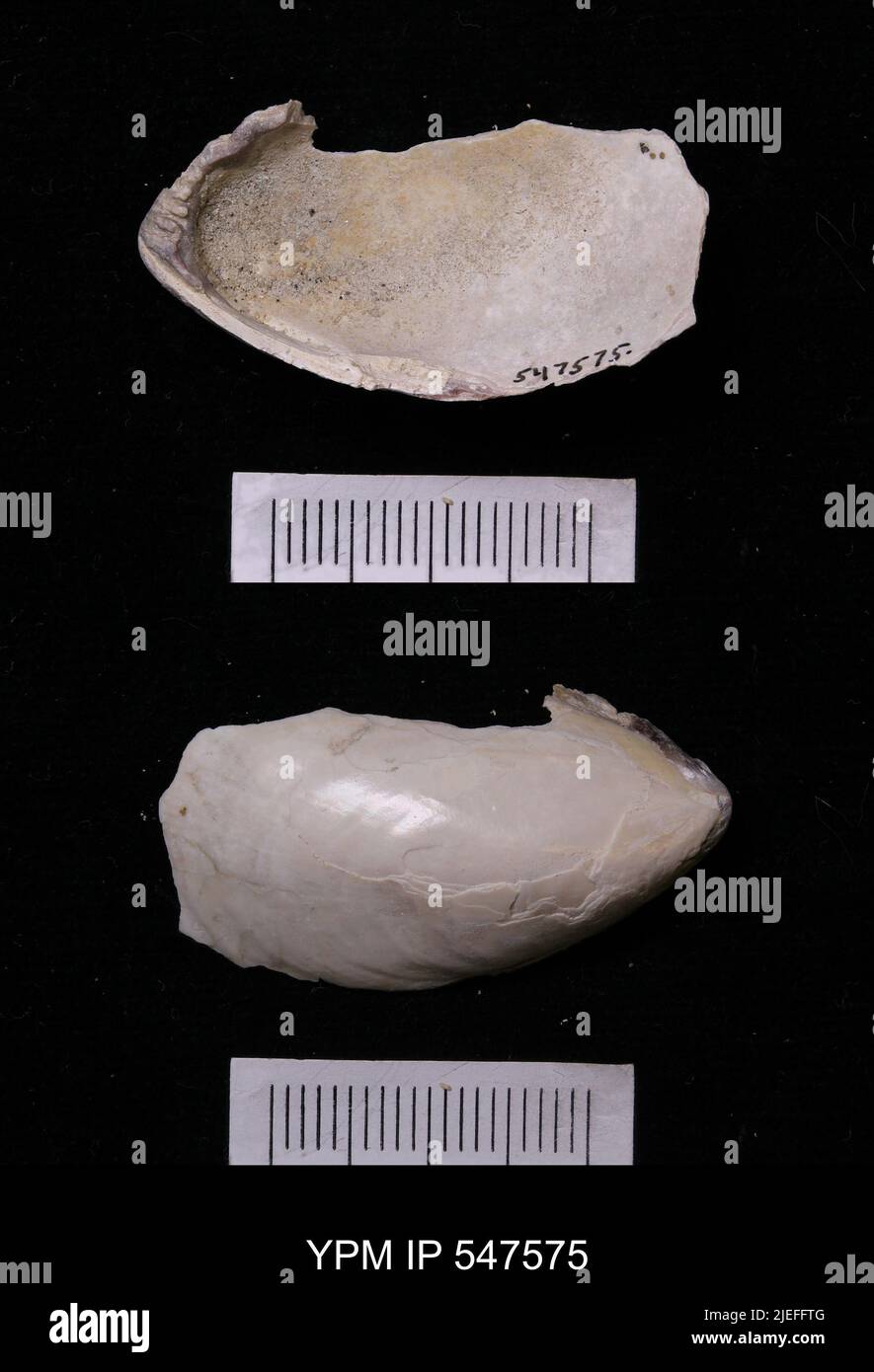 Modiola modiolus (Linnaeus, 1758 Stock Photo - Alamy