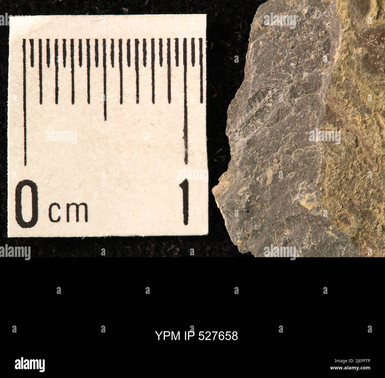 Pentremites hi-res stock photography and images - Alamy