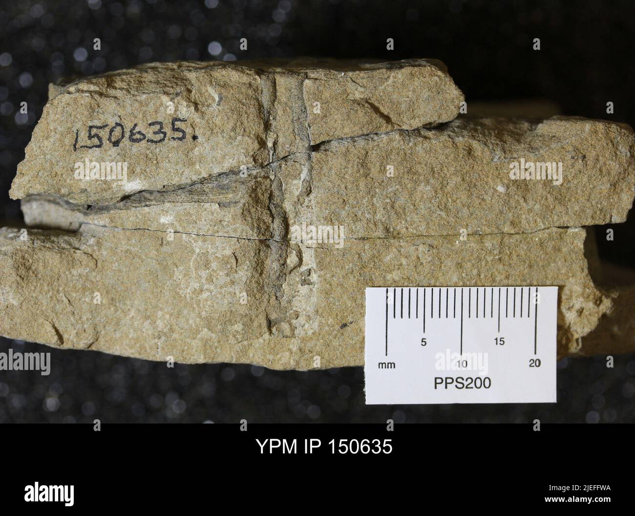 Arenicolites carbonaria ichnofossil hi-res stock photography and images ...