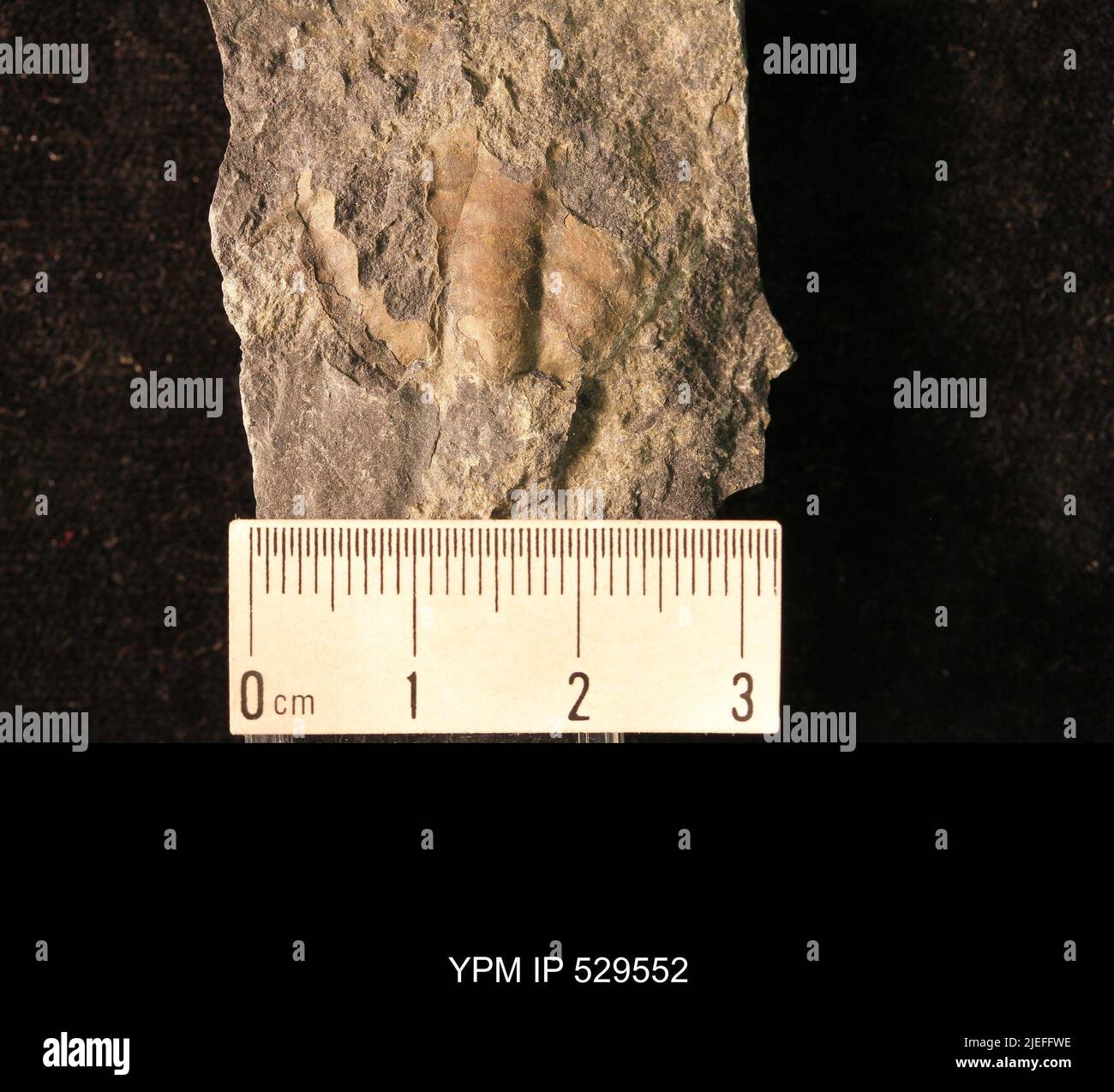 Undet trilobita animalia hi-res stock photography and images - Alamy