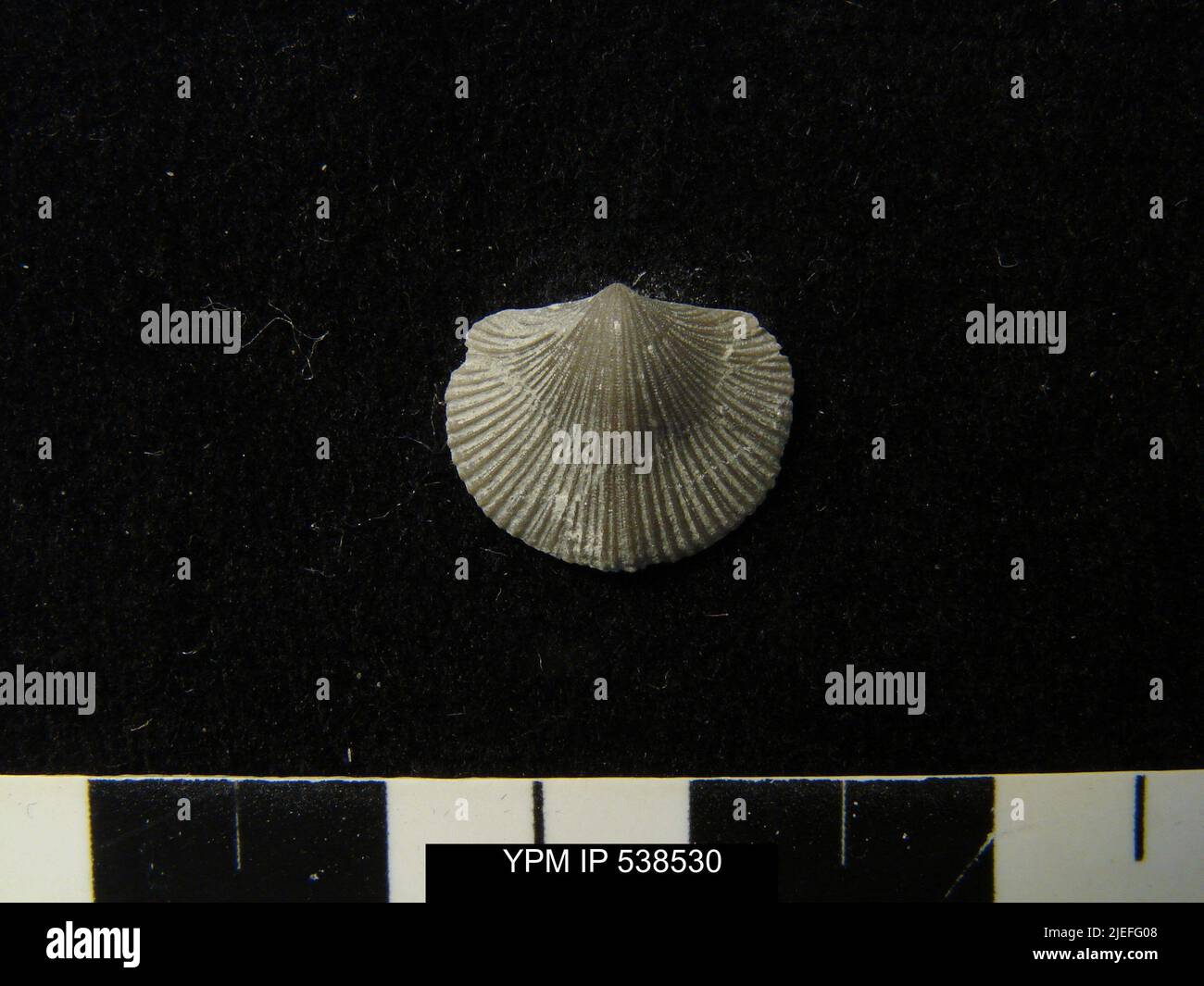 1875 animalia hi-res stock photography and images - Alamy