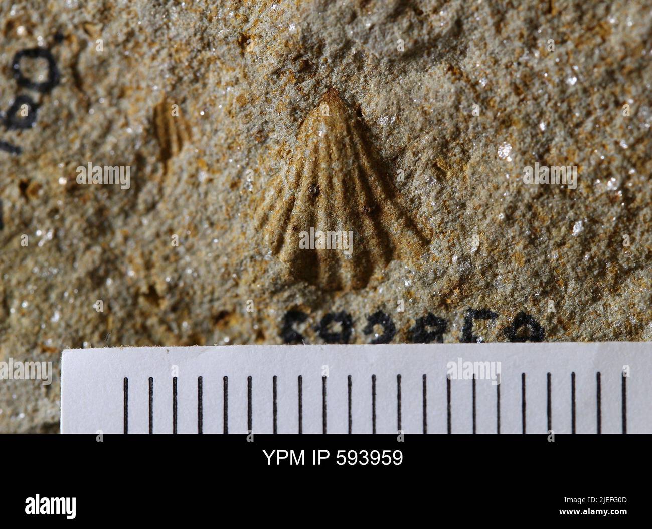 Rhynchonellida hi-res stock photography and images - Alamy