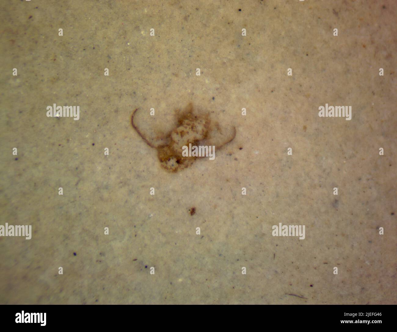 Undet pterygota animalia hi-res stock photography and images - Alamy