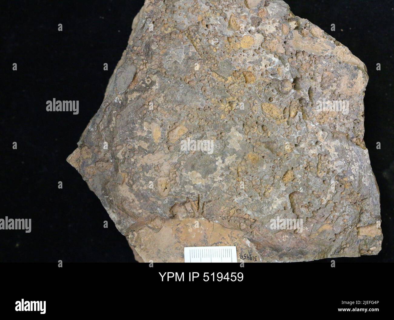 Eocrinoid hi-res stock photography and images - Alamy