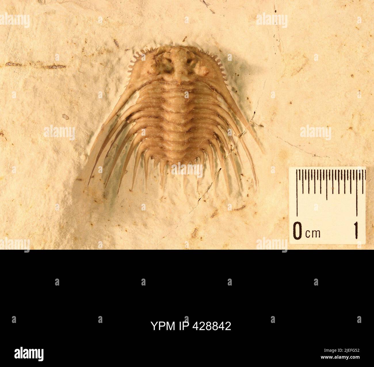 1956 animalia hi-res stock photography and images - Alamy