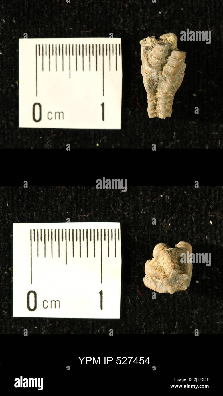 1865 animalia hi-res stock photography and images - Alamy