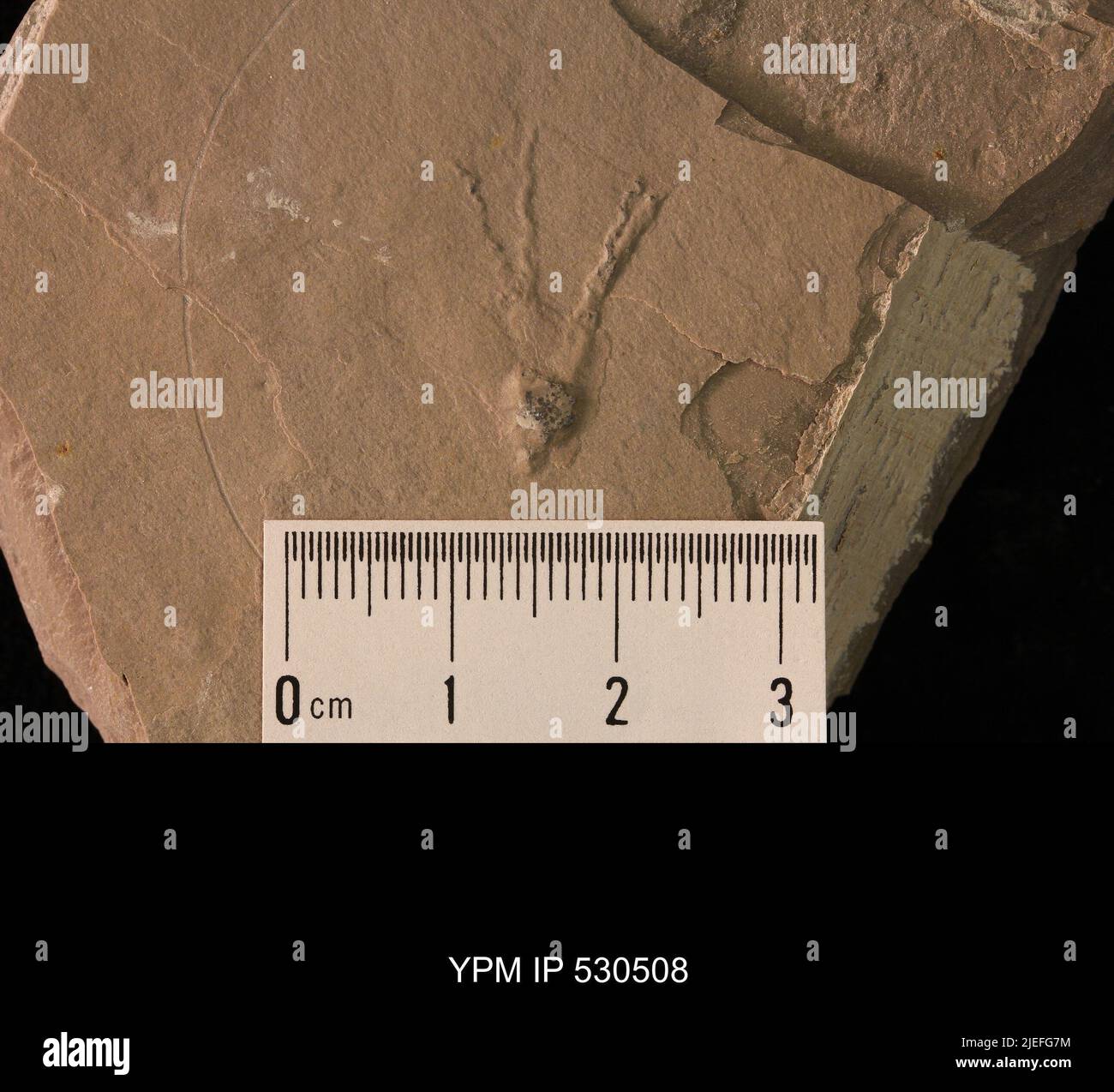 Gogia sp animalia hi-res stock photography and images - Alamy