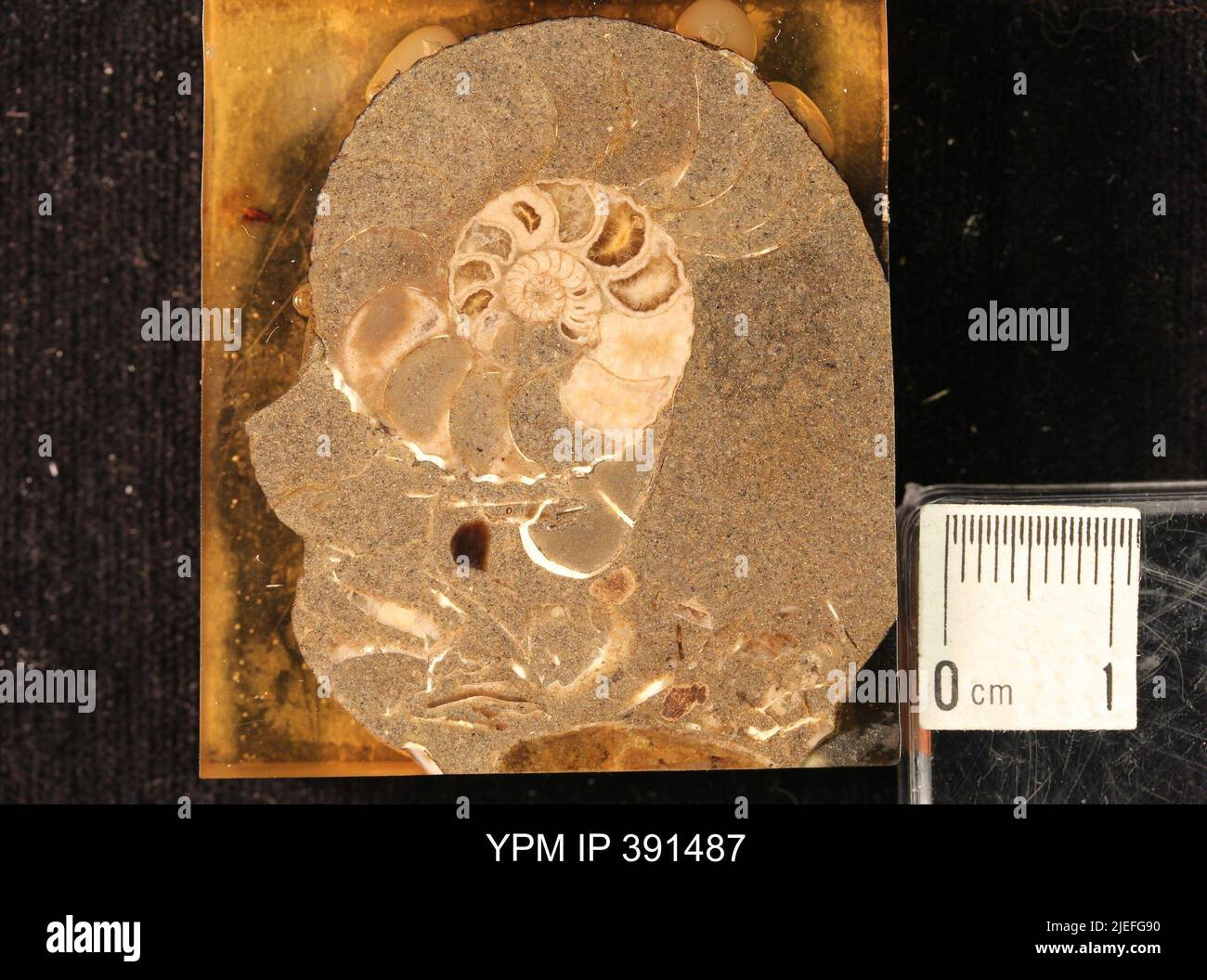 Scaphites whitfieldi hi-res stock photography and images - Alamy