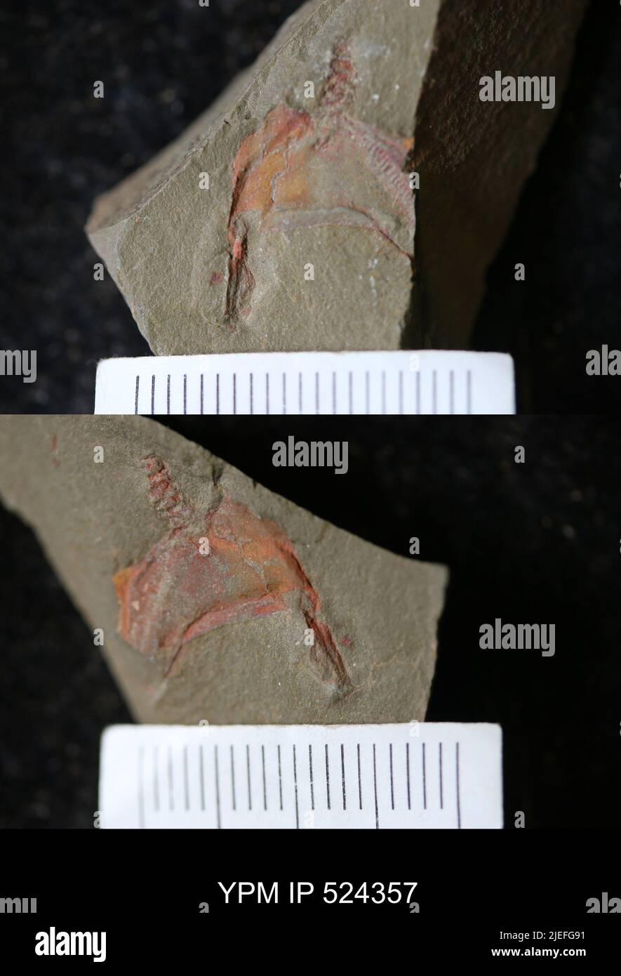 Cothurnocystis hi-res stock photography and images - Alamy