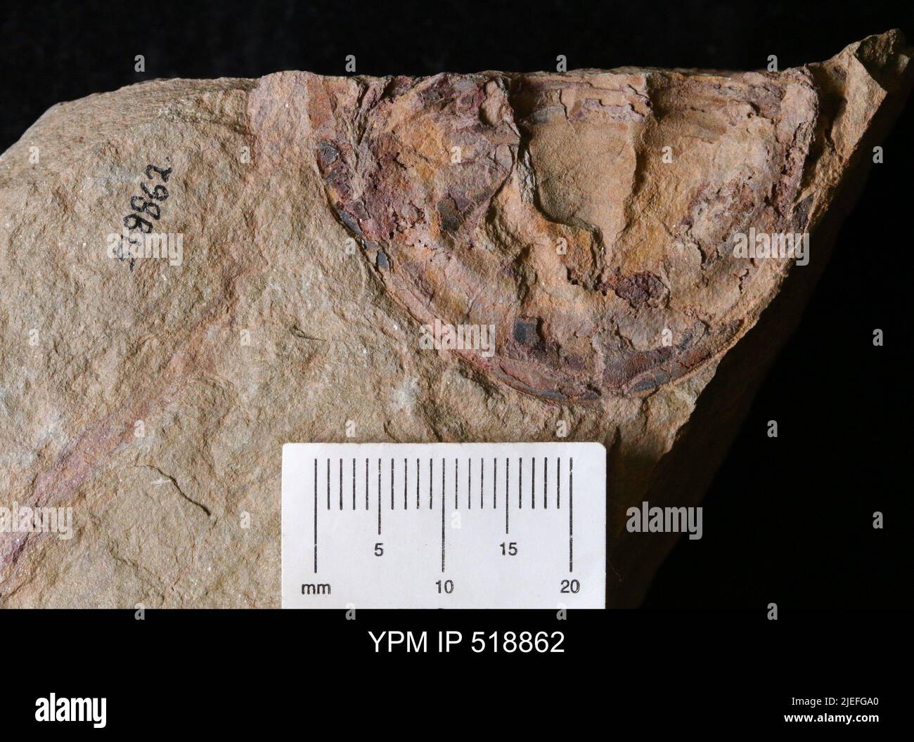 Asaphidae hi-res stock photography and images - Alamy