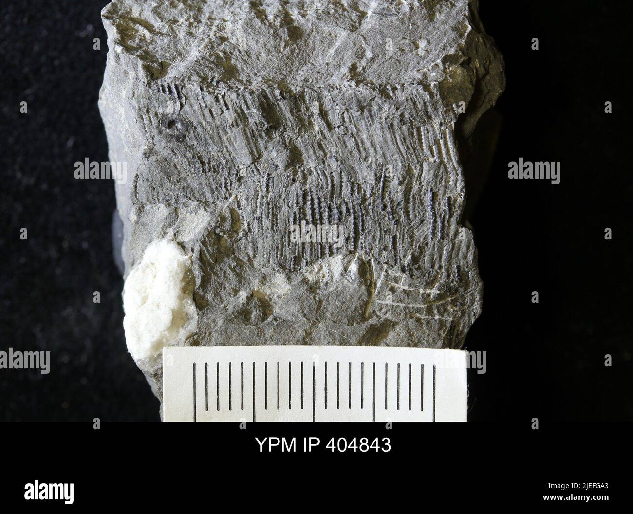 Conularia species hi-res stock photography and images - Alamy