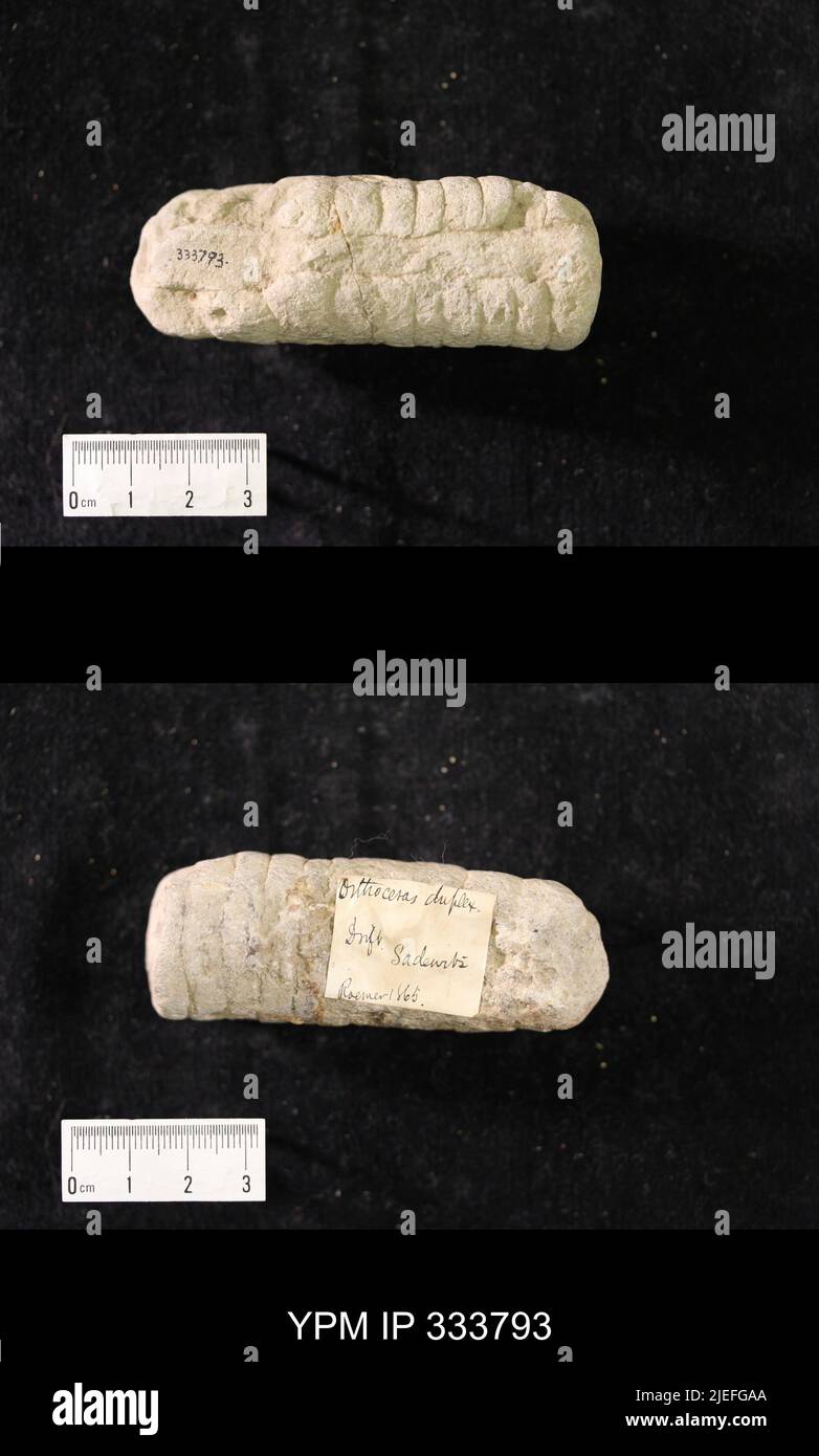 Orthoceras duplex (Hisinger, 1837 Stock Photo - Alamy