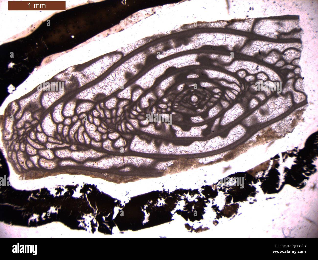 Triticites elegantoides Ross Stock Photo - Alamy