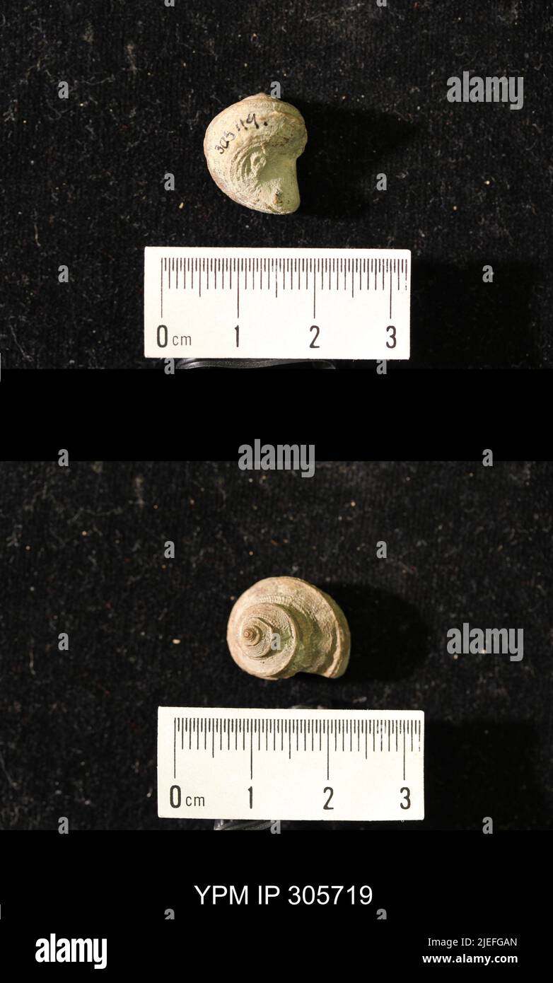 Worthenia tabulata (Conrad, 1835 Stock Photo - Alamy