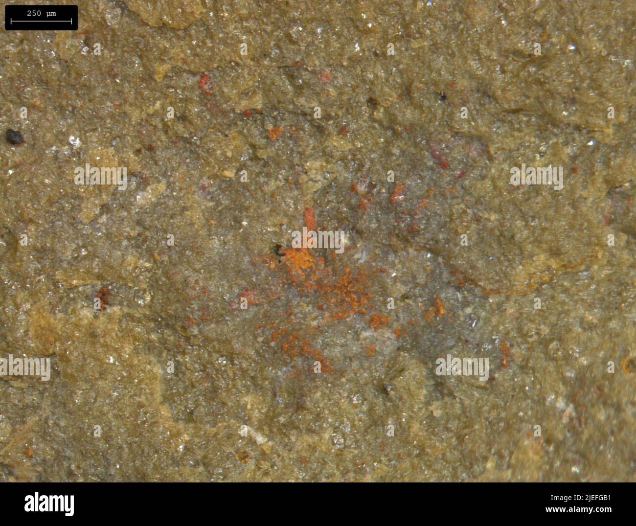 Lobopodia hi-res stock photography and images - Alamy