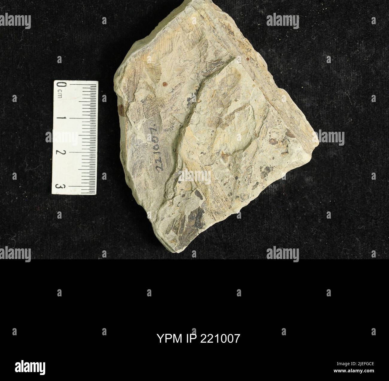 Order blattaria hi-res stock photography and images - Alamy