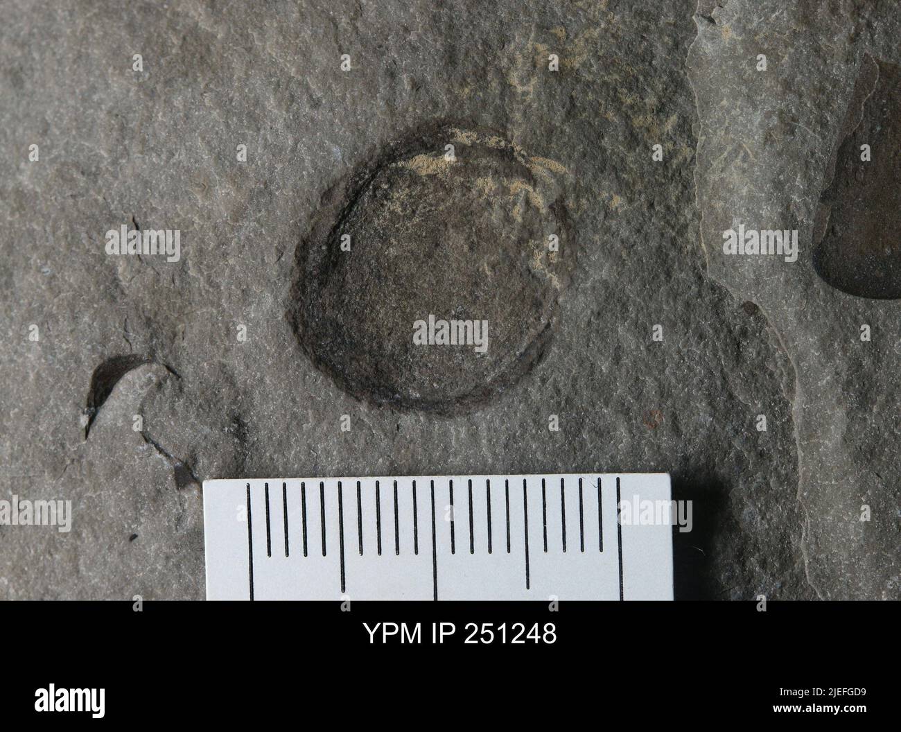 Lamp shells brachiopoda hi-res stock photography and images - Alamy