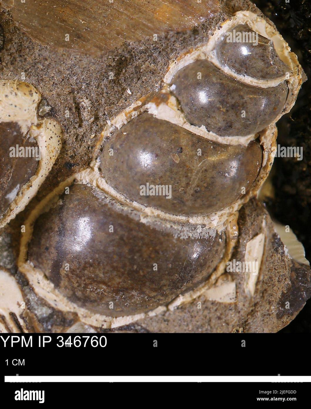 Gastropoda snails and sl hi-res stock photography and images - Alamy