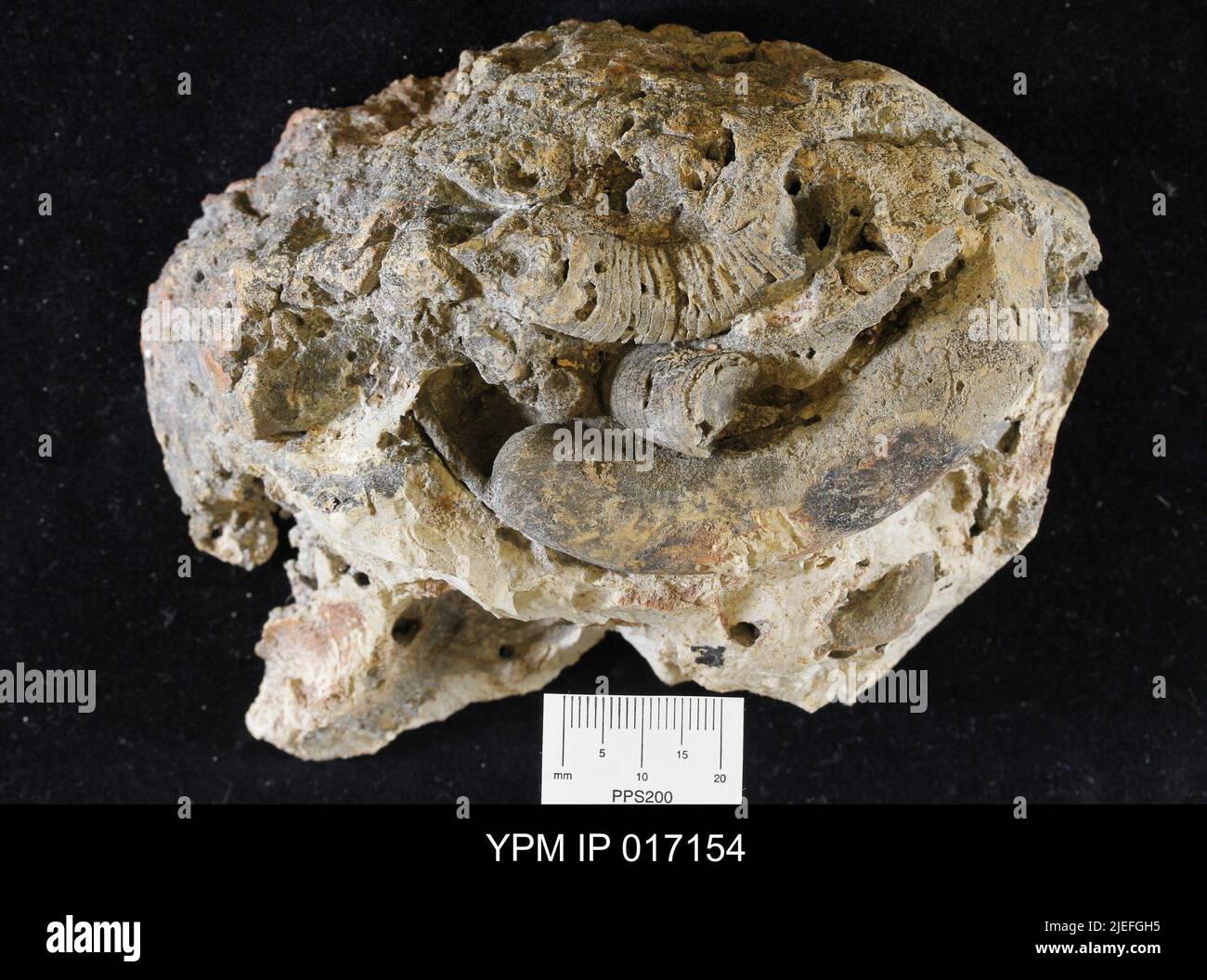 Aphetoceras subcostulatum Ulrich & Foerste & Miller & Furnish Stock ...