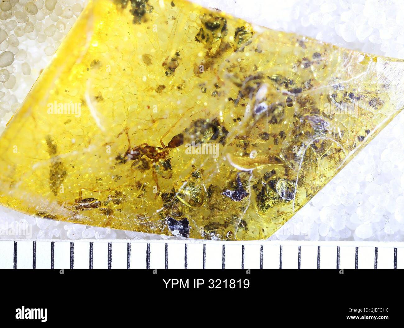 Undet formicidae animalia hi-res stock photography and images - Alamy
