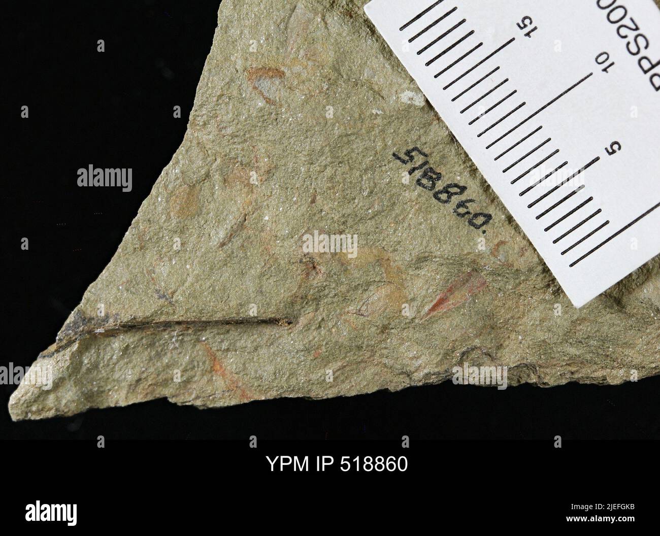 Hyolith hi-res stock photography and images - Alamy