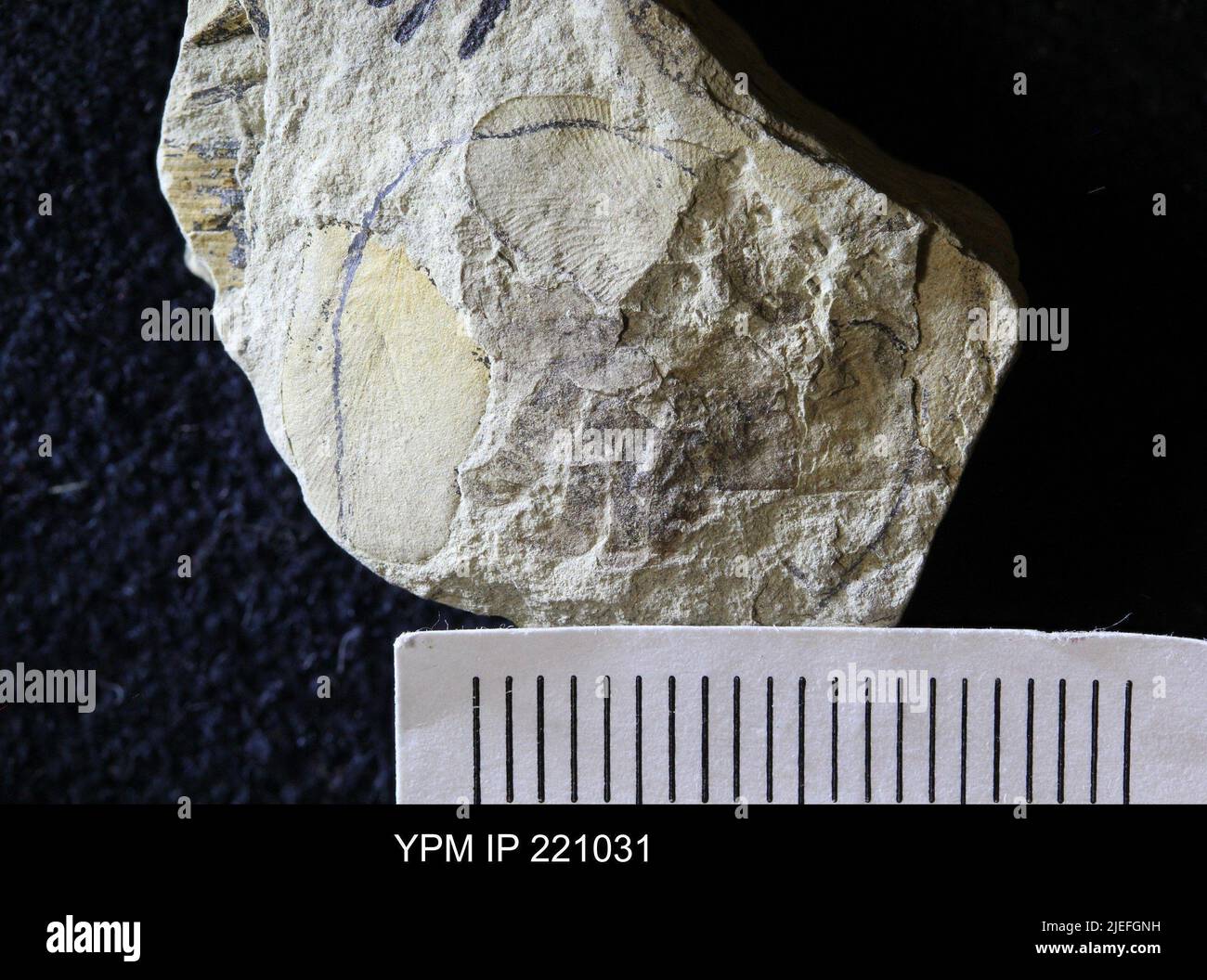 Undet blattaria hi-res stock photography and images - Alamy