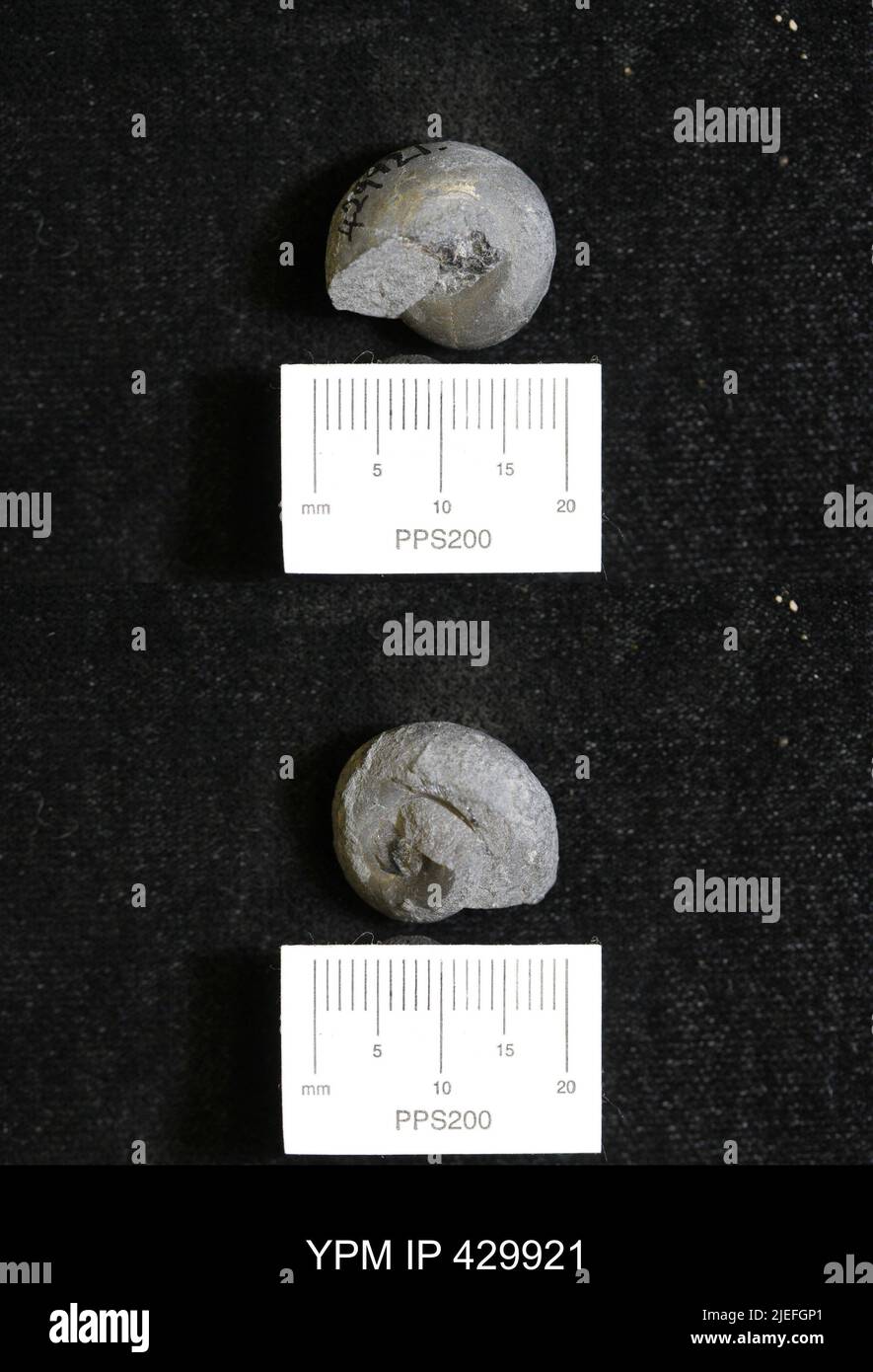 Trepospira rotalia animalia hi-res stock photography and images - Alamy