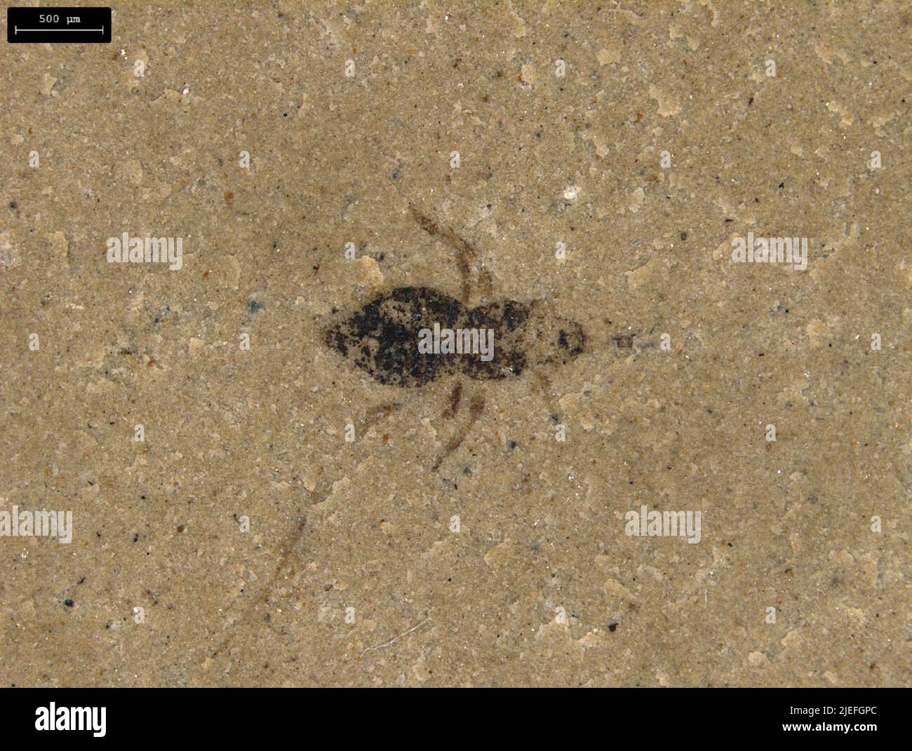Order thysanoptera hi-res stock photography and images - Alamy