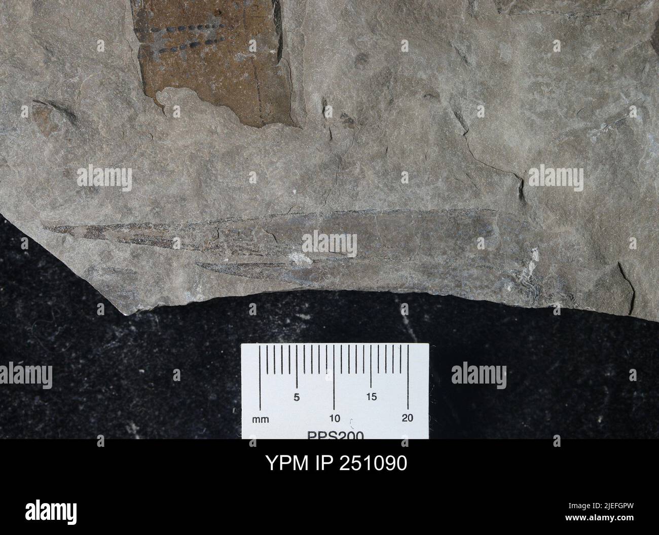 Phyllocarida hi-res stock photography and images - Alamy