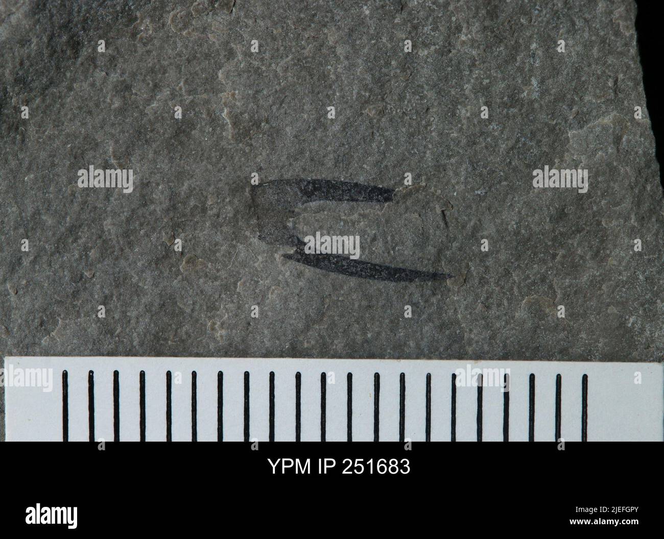 Eurypterus sp animalia hi-res stock photography and images - Alamy