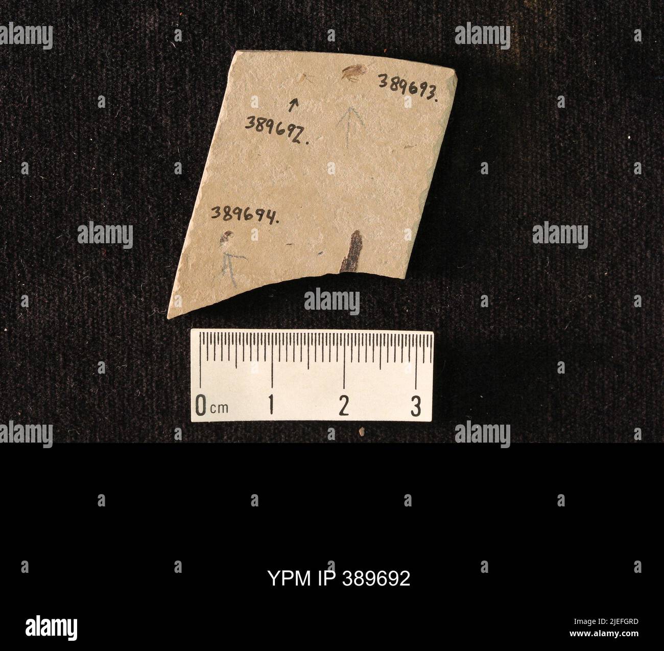 Undet pterygota animalia hi-res stock photography and images - Alamy