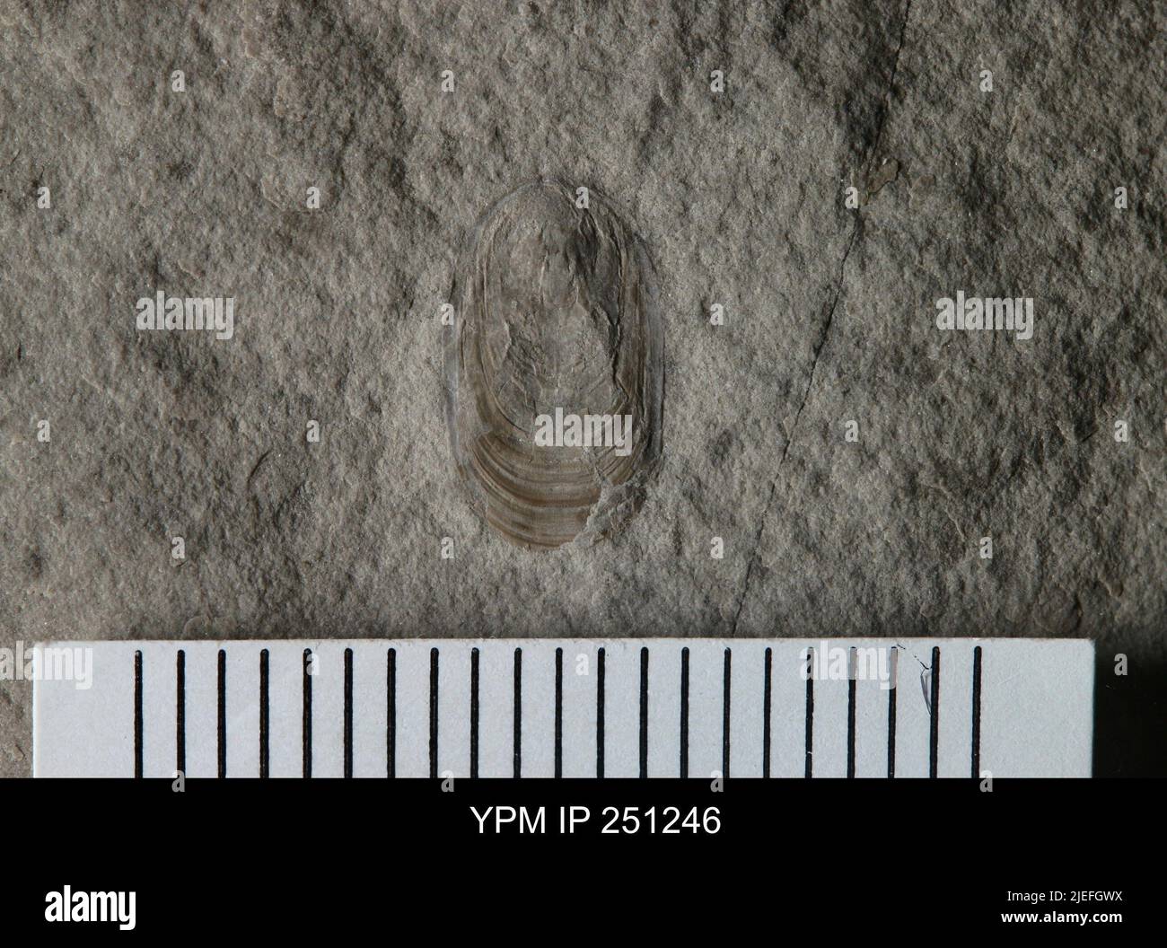 Lingulida hi-res stock photography and images - Alamy