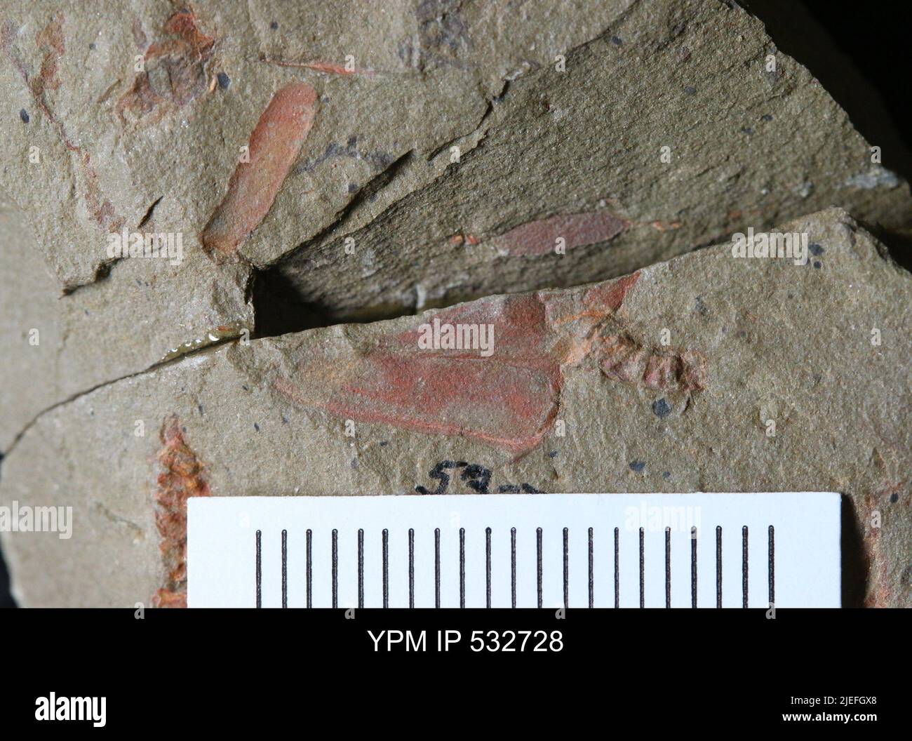 Cothurnocystis hi-res stock photography and images - Alamy