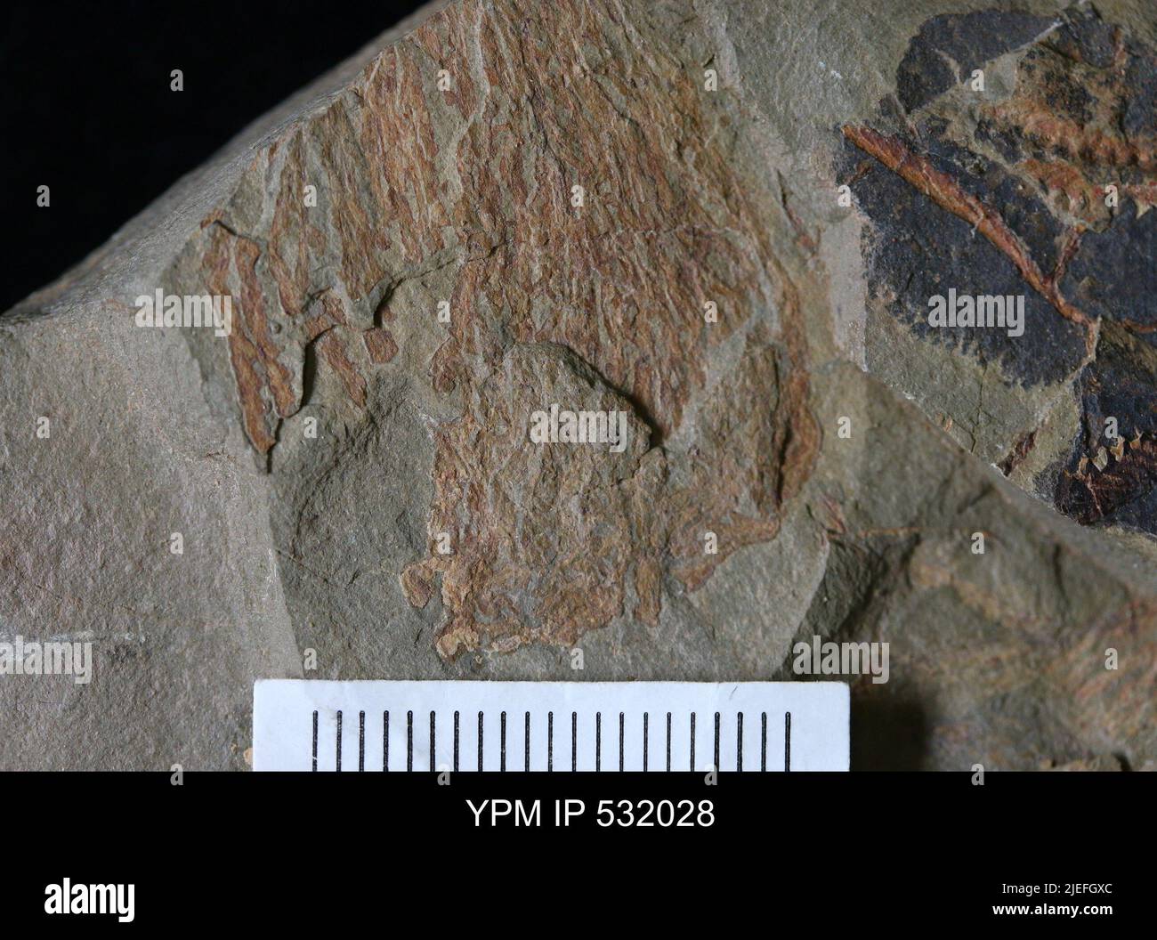 Graptolithina graptolites hi-res stock photography and images - Alamy